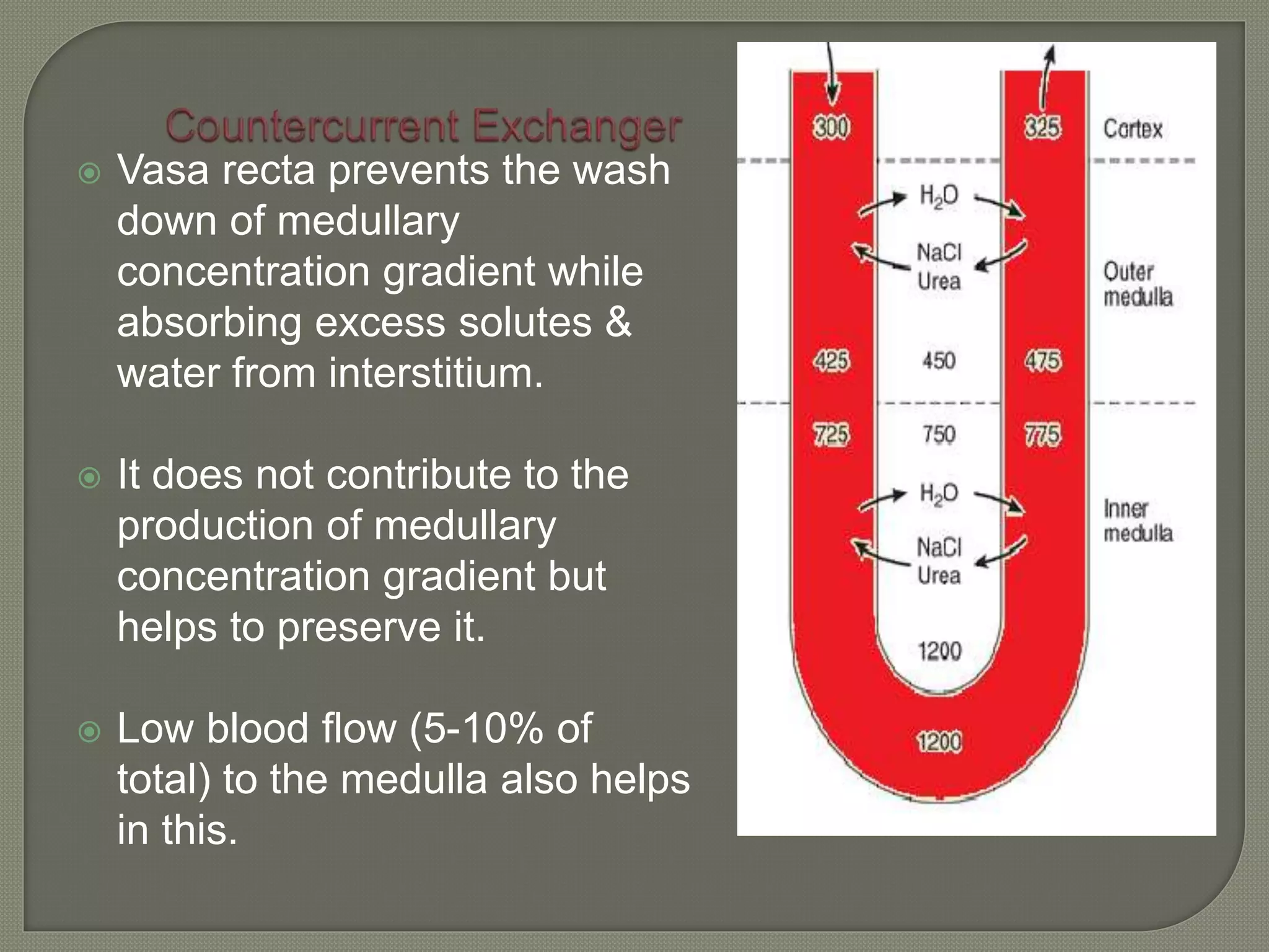 urine formation..mechanism,acidification,urinary buffers by dr.Tasnim ...