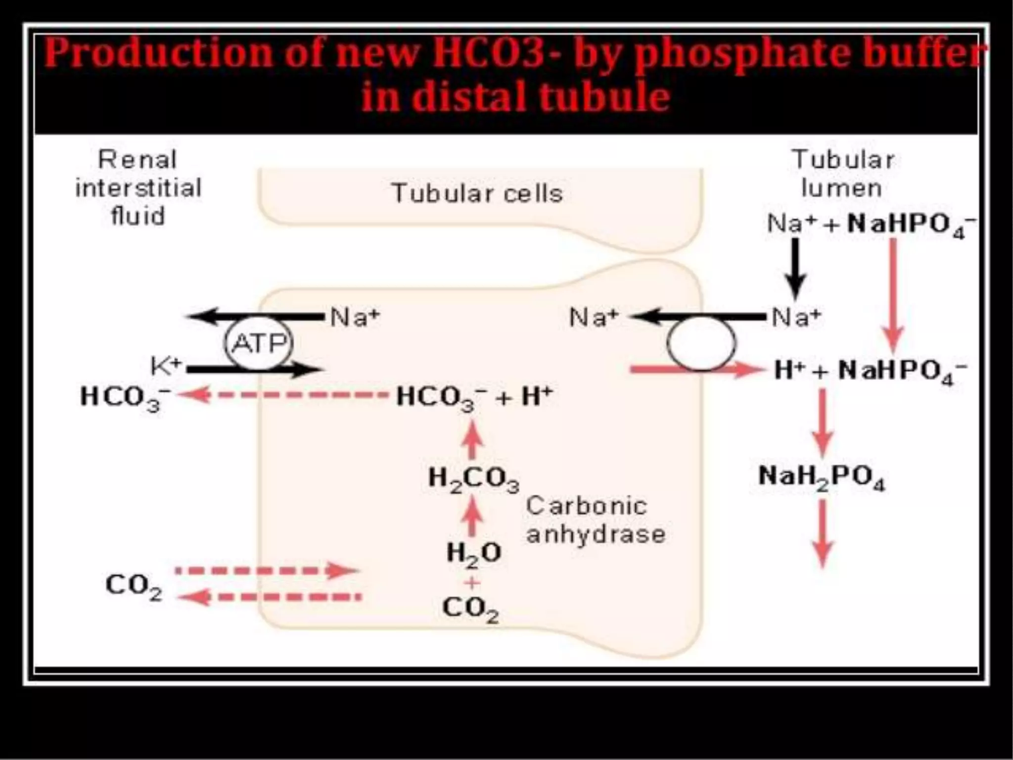 urine formation..mechanism,acidification,urinary buffers by dr.Tasnim ...