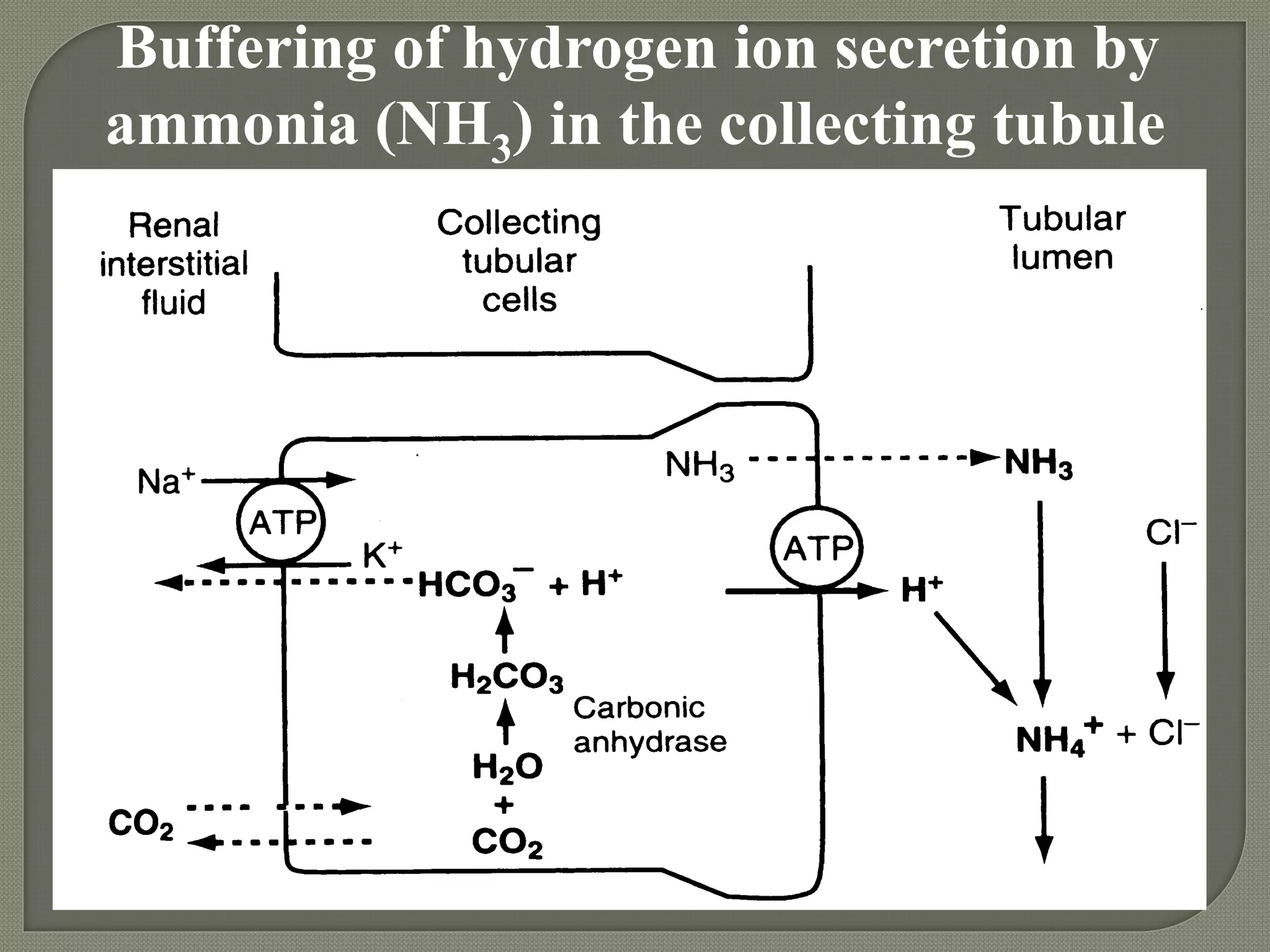 urine formation..mechanism,acidification,urinary buffers by dr.Tasnim ...