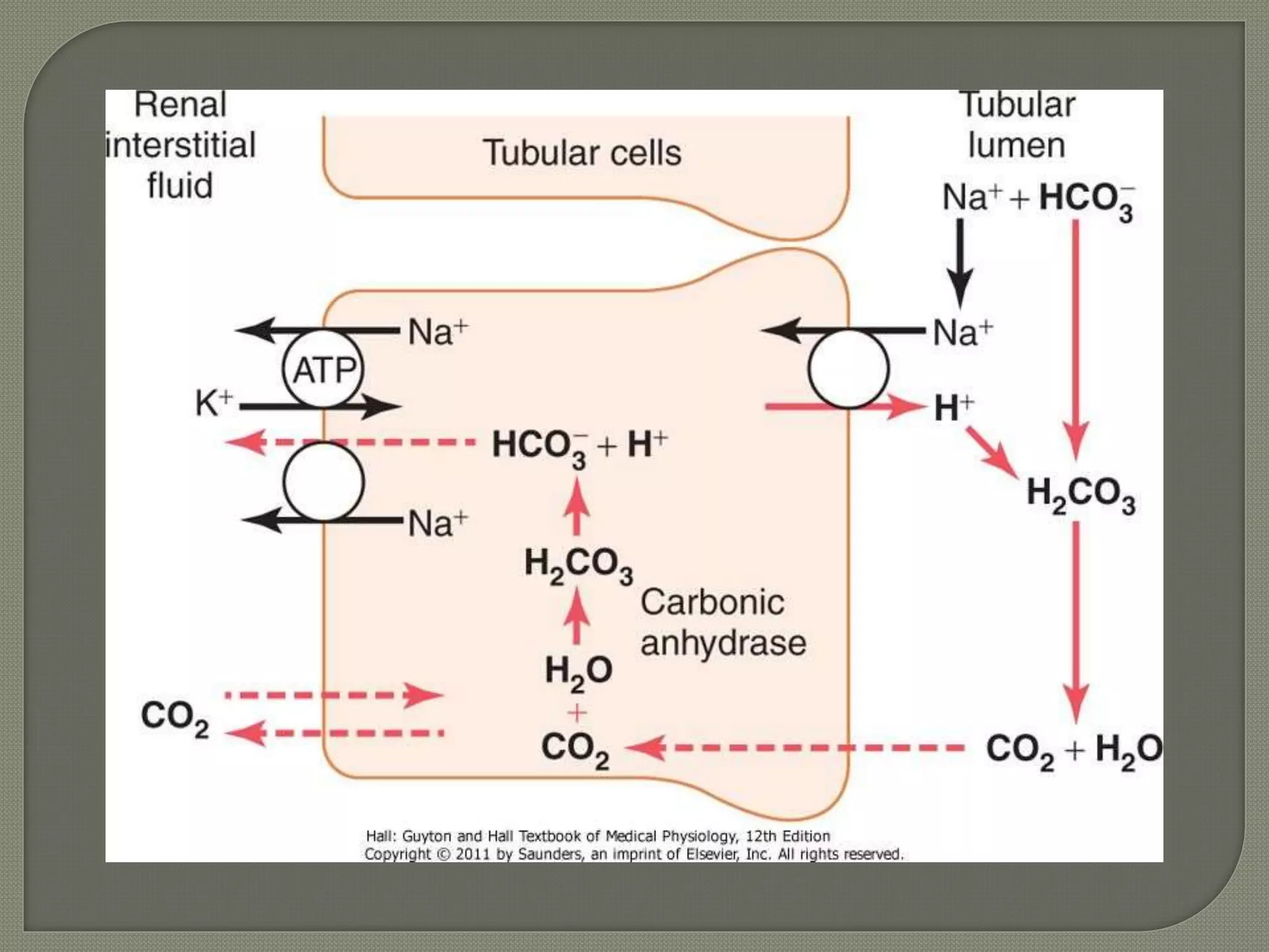 urine formation..mechanism,acidification,urinary buffers by dr.Tasnim ...