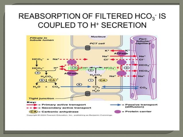 urine formation..mechanism,acidification,urinary buffers by dr.Tasnim ...