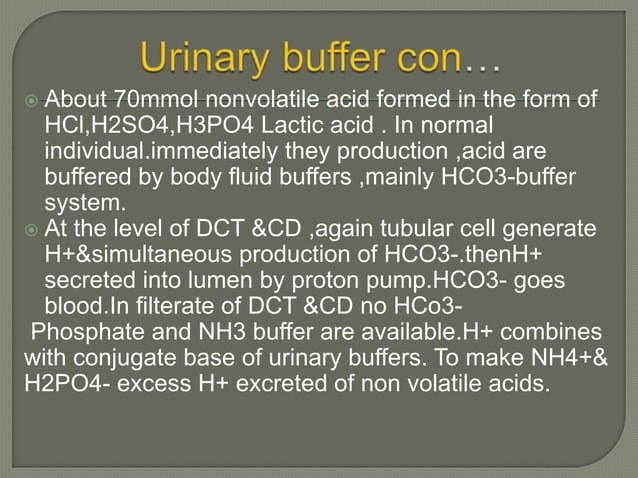 urine formation..mechanism,acidification,urinary buffers by dr.Tasnim ...