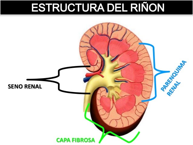 Renal tema 1