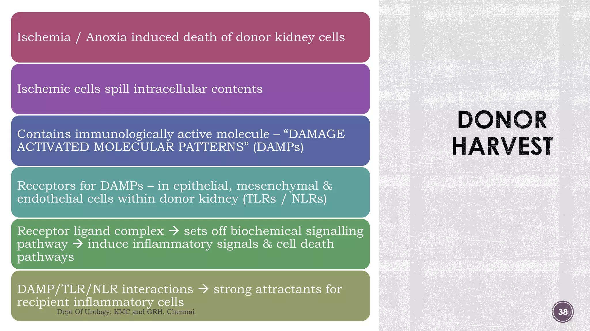 Renal transplant immunology | PDF