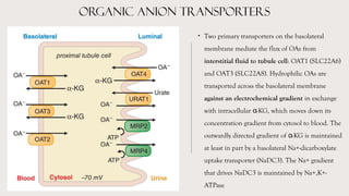 Renal transporters goodman gilman pharmacology | PPT