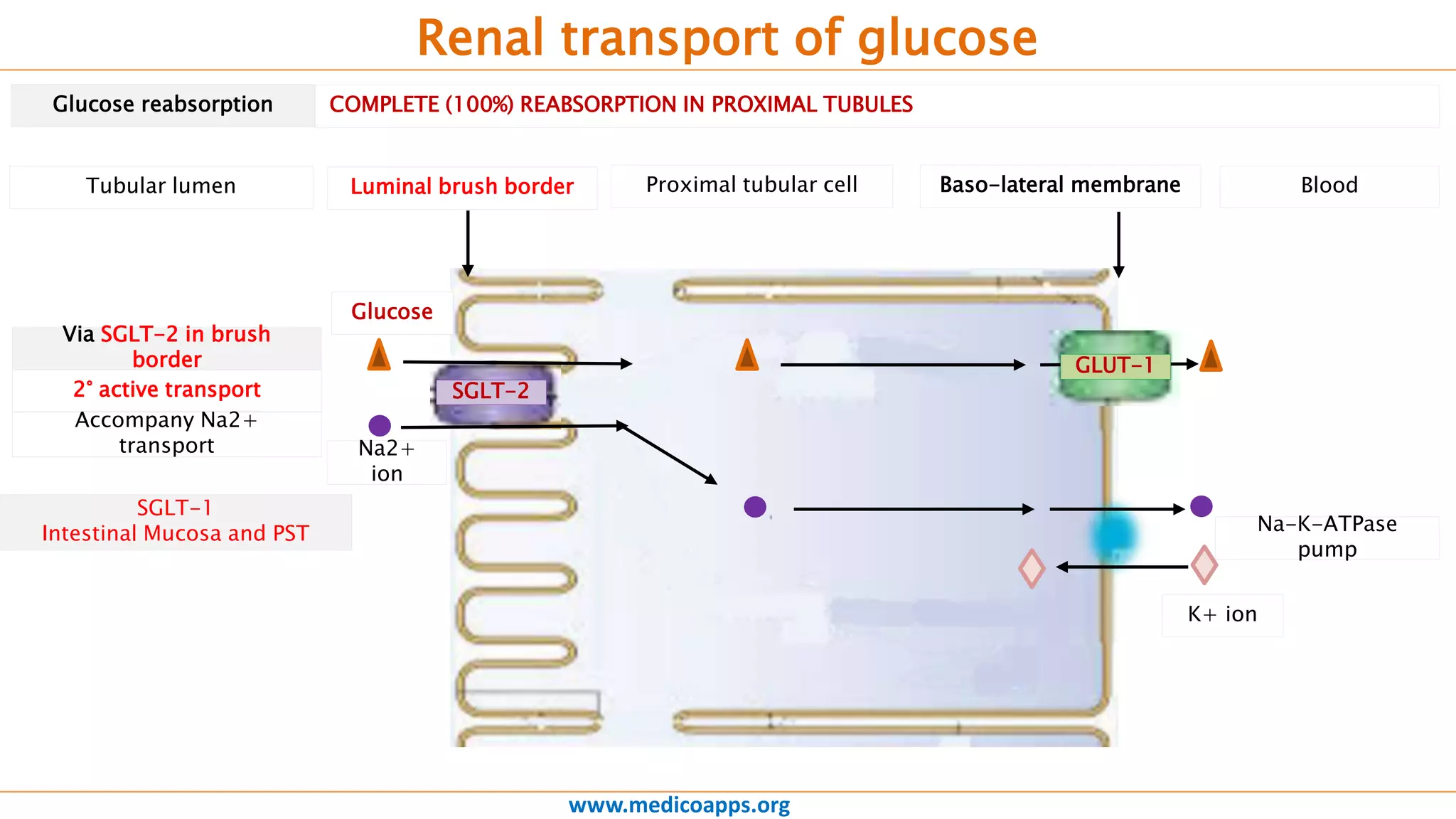 Renal transport of glucose | PPTX