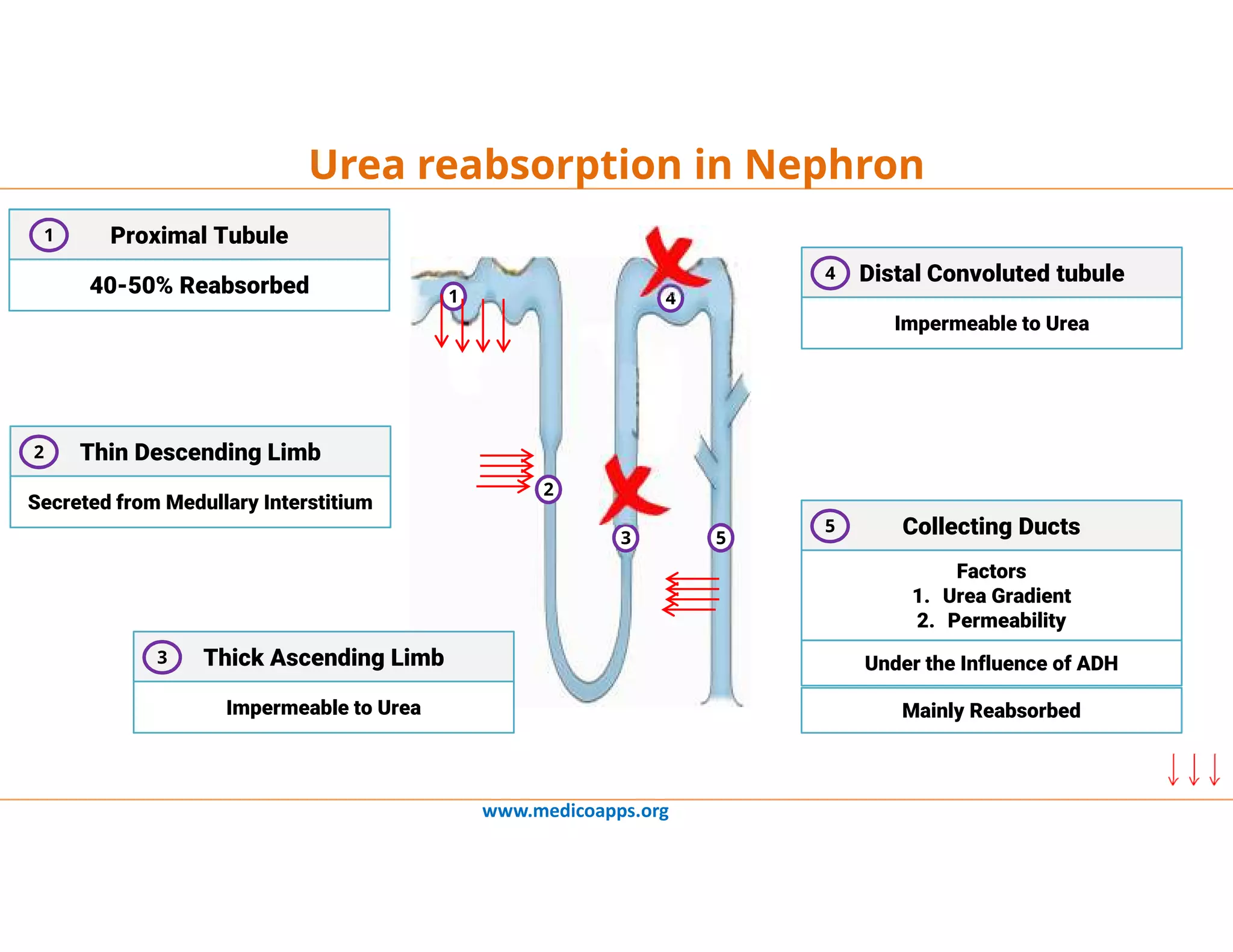 Renal transport of urea [NEET PG / DNB / AIIMS PG] | PPT