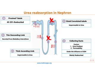 Renal transport of urea [NEET PG / DNB / AIIMS PG] | PPT