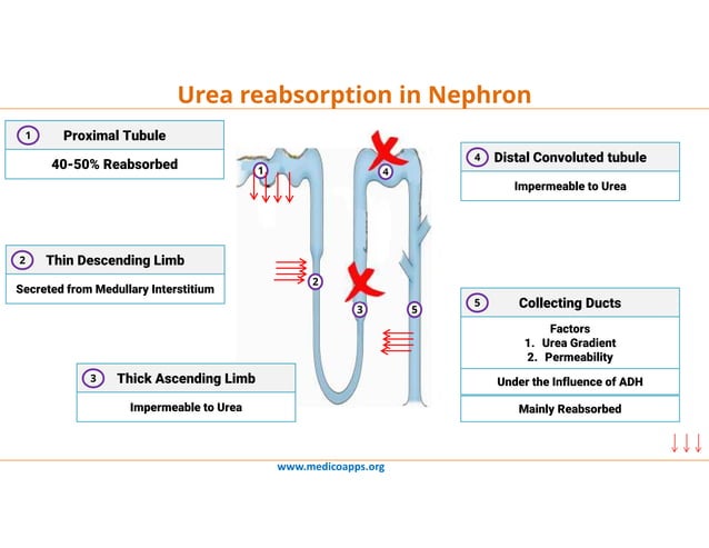 Renal transport of urea [NEET PG / DNB / AIIMS PG] | PPT