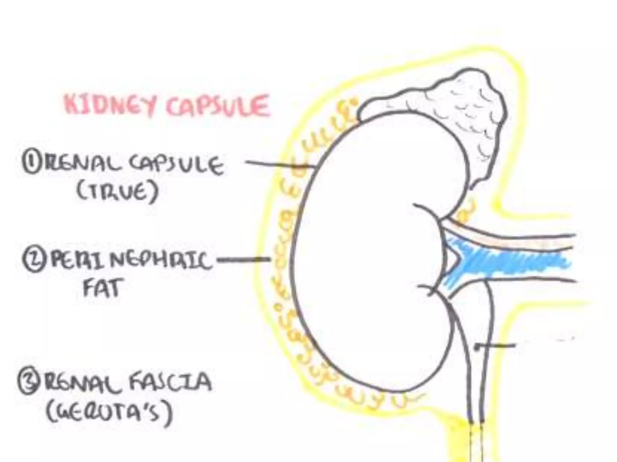 Renal trauma kidney injury | PPTX