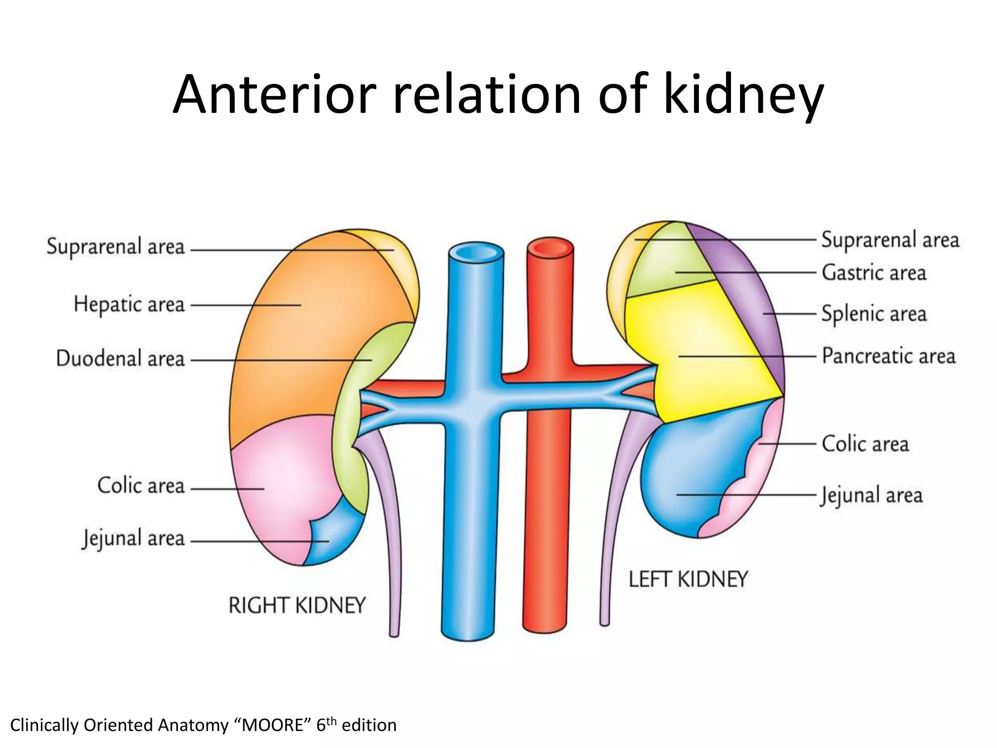 Renal trauma kidney injury | PPTX