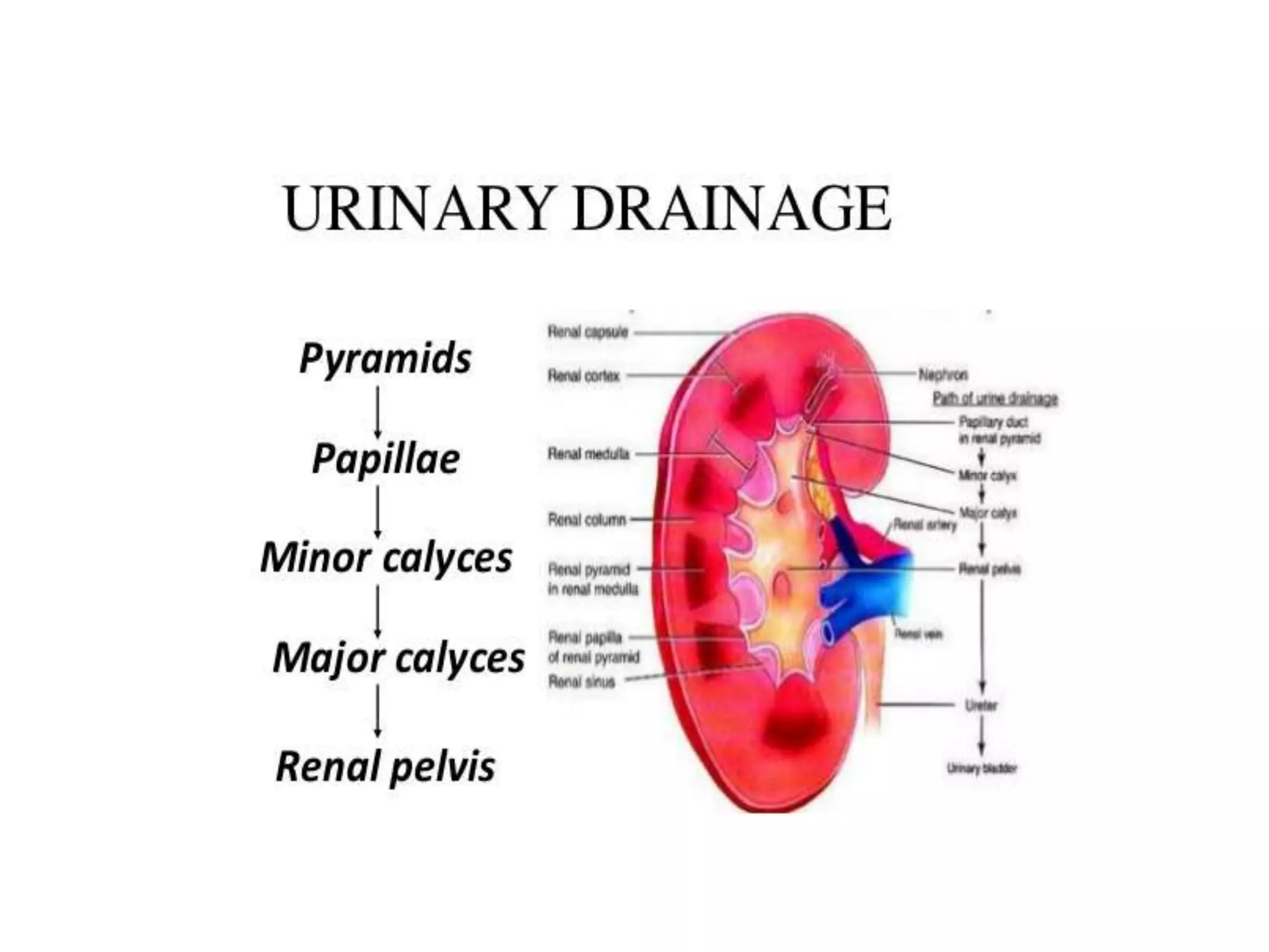 Renal trauma kidney injury | PPTX