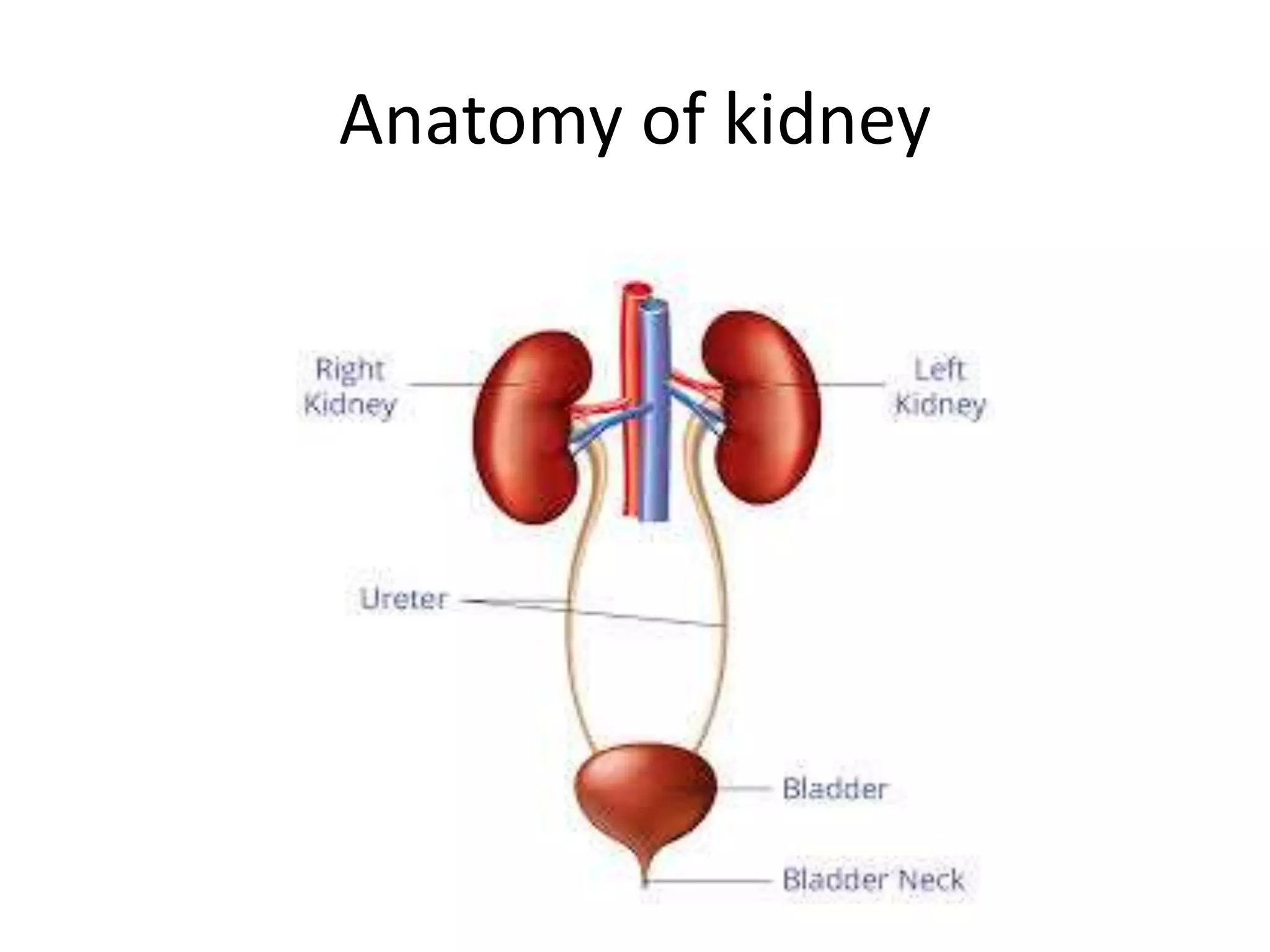 Renal trauma kidney injury | PPTX