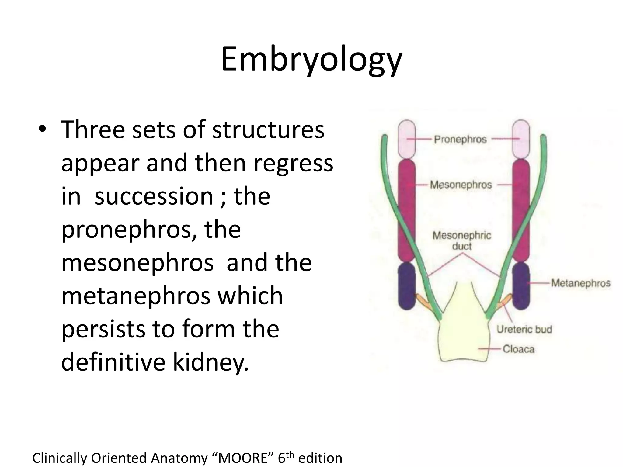 Renal trauma kidney injury | PPTX
