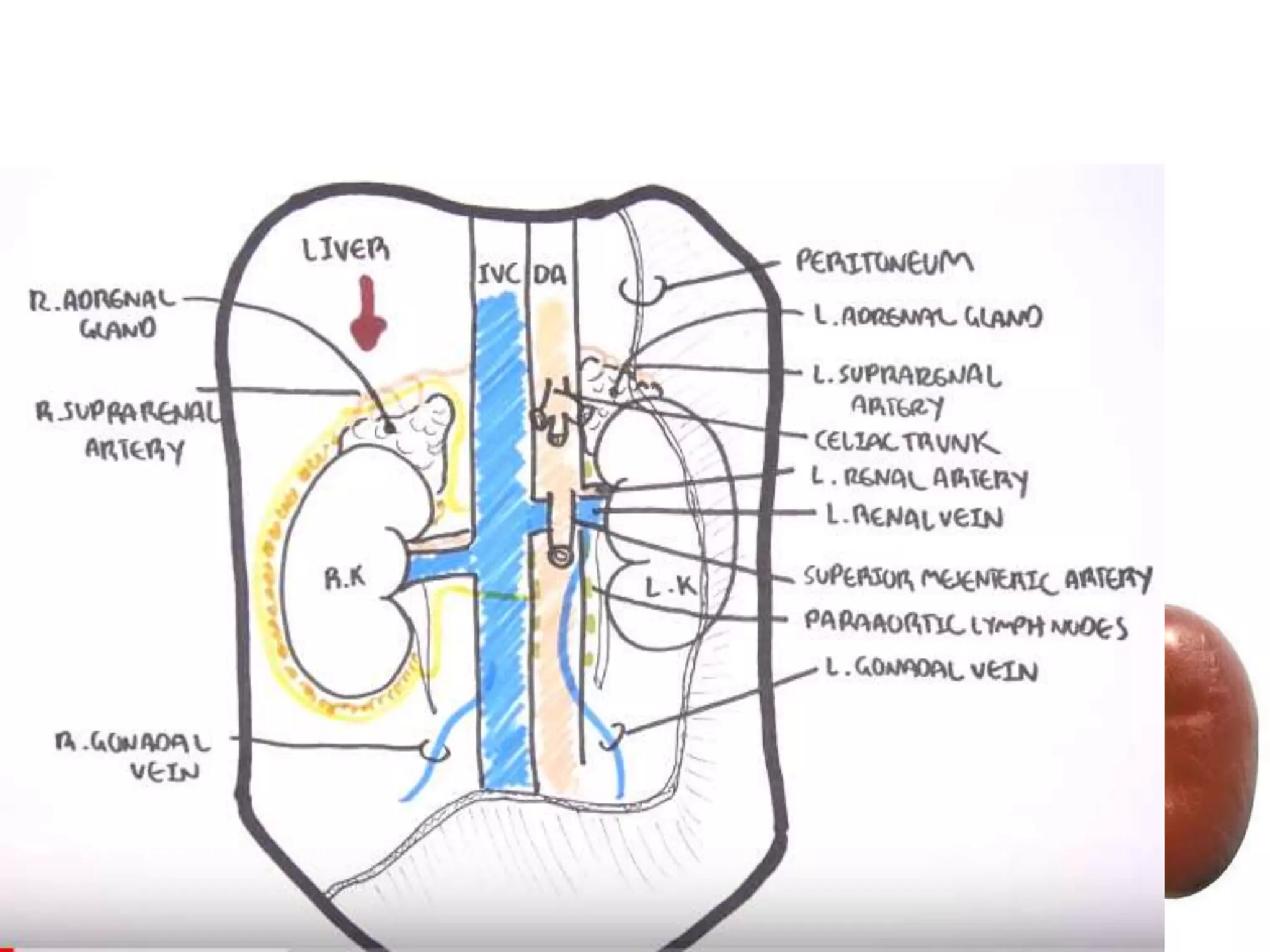 Renal trauma kidney injury | PPTX