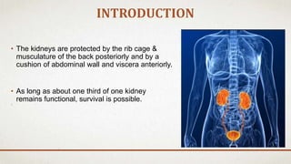 Renal trauma for students nurses | PPTX