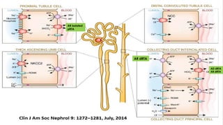 RENAL TUBULAR ACIDOSIS- RTA types and features | PPT