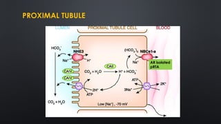 RENAL TUBULAR ACIDOSIS- RTA types and features | PPT