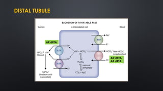 RENAL TUBULAR ACIDOSIS- RTA types and features | PPTX