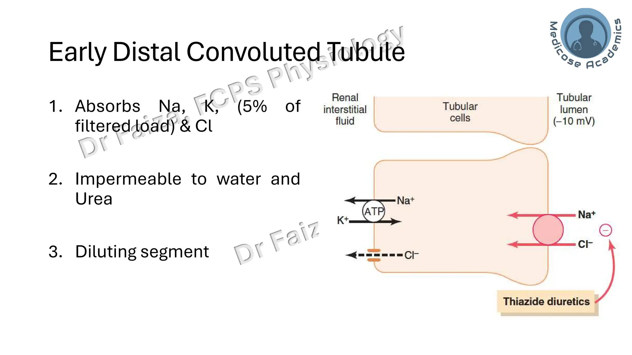 renal tubular processing across distal and collecting tubules | PDF
