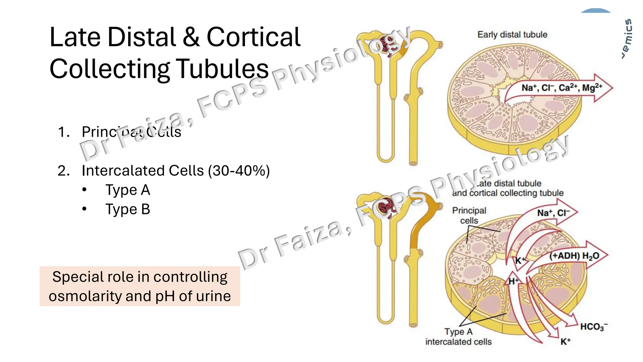 renal tubular processing across distal and collecting tubules | PDF