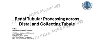 renal tubular processing across distal and collecting tubules | PDF