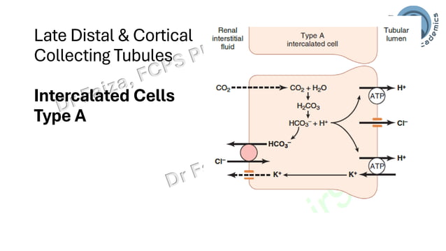 renal tubular processing across distal and collecting tubules | PPT
