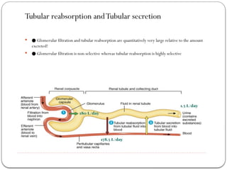 renal tubular reabsorption and secretion.pptx