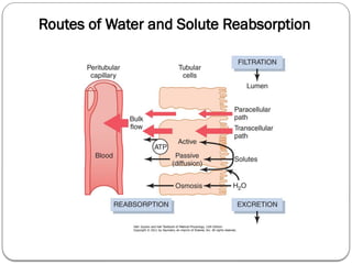 renal tubular reabsorption and secretion.pptx
