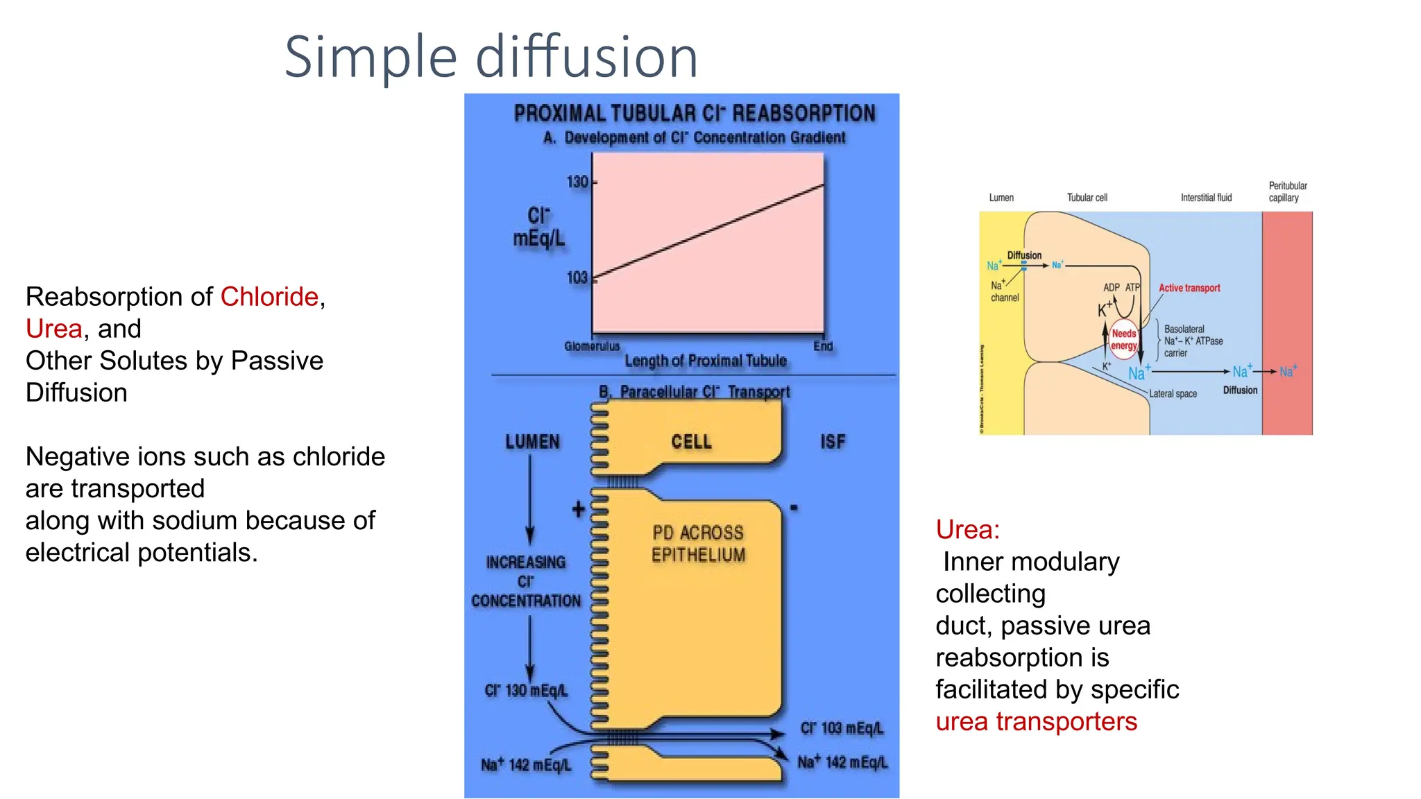 Renal Tubular Reabsorption chapte 4.pptx