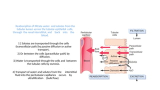 Renal Tubular Reabsorption chapte 4.pptx