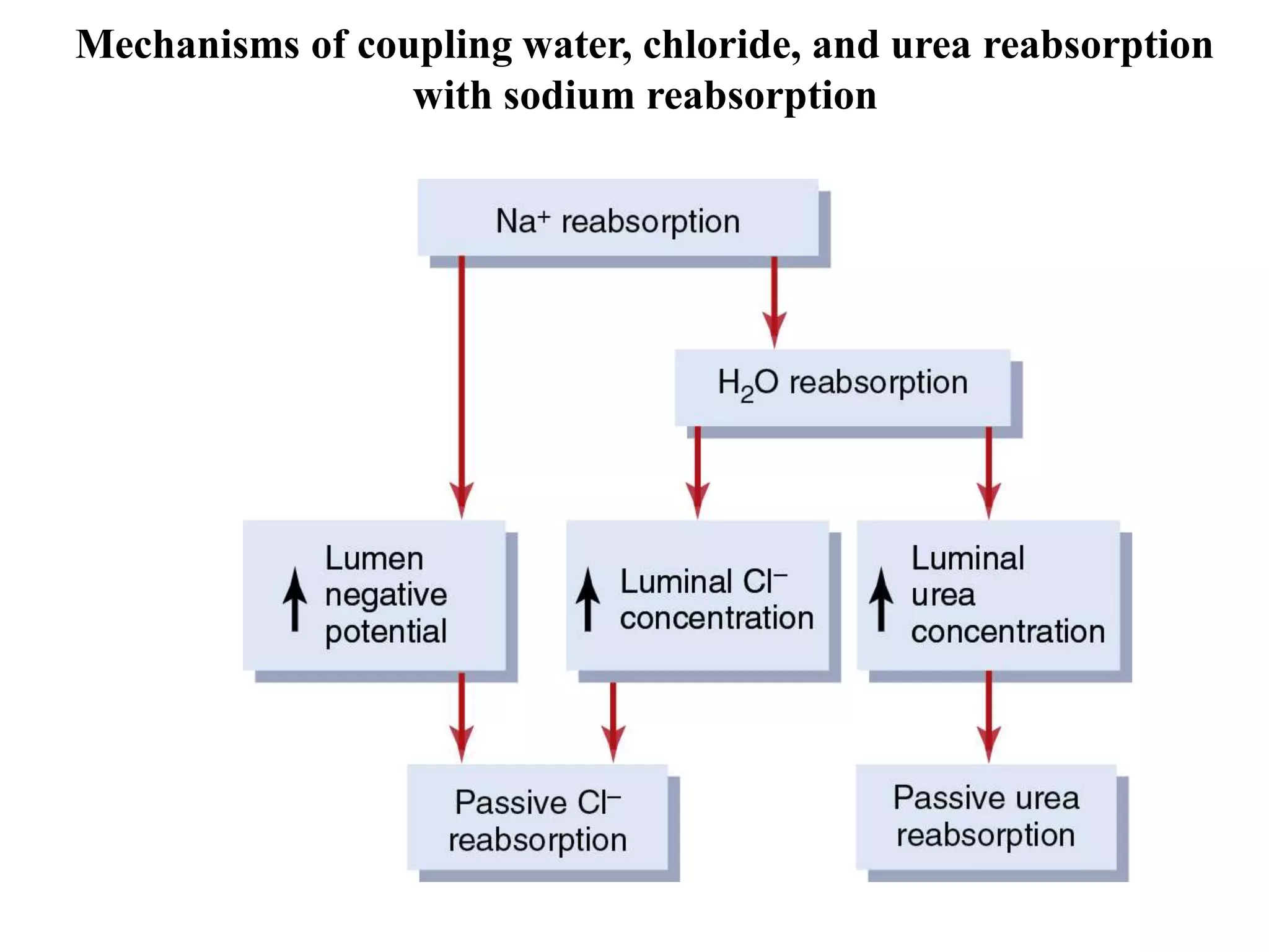 Renal tubular reabsorption, secretion, regulation & renal function ...