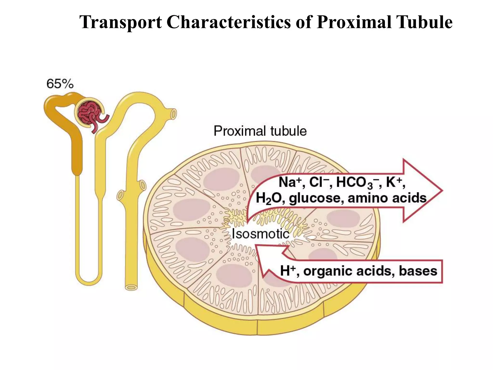 Renal tubular reabsorption, secretion, regulation & renal function ...
