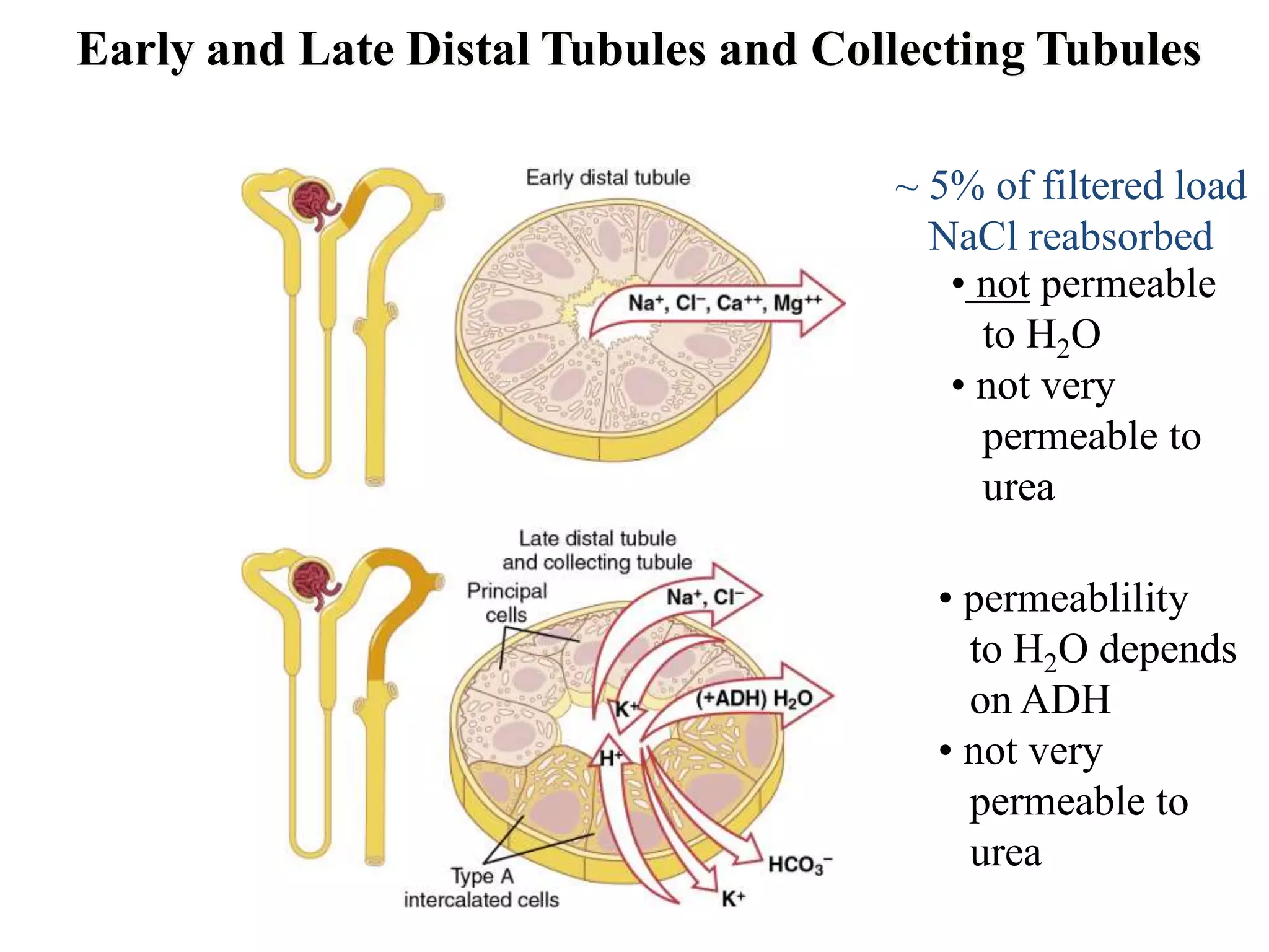 Renal tubular reabsorption, secretion, regulation & renal function ...