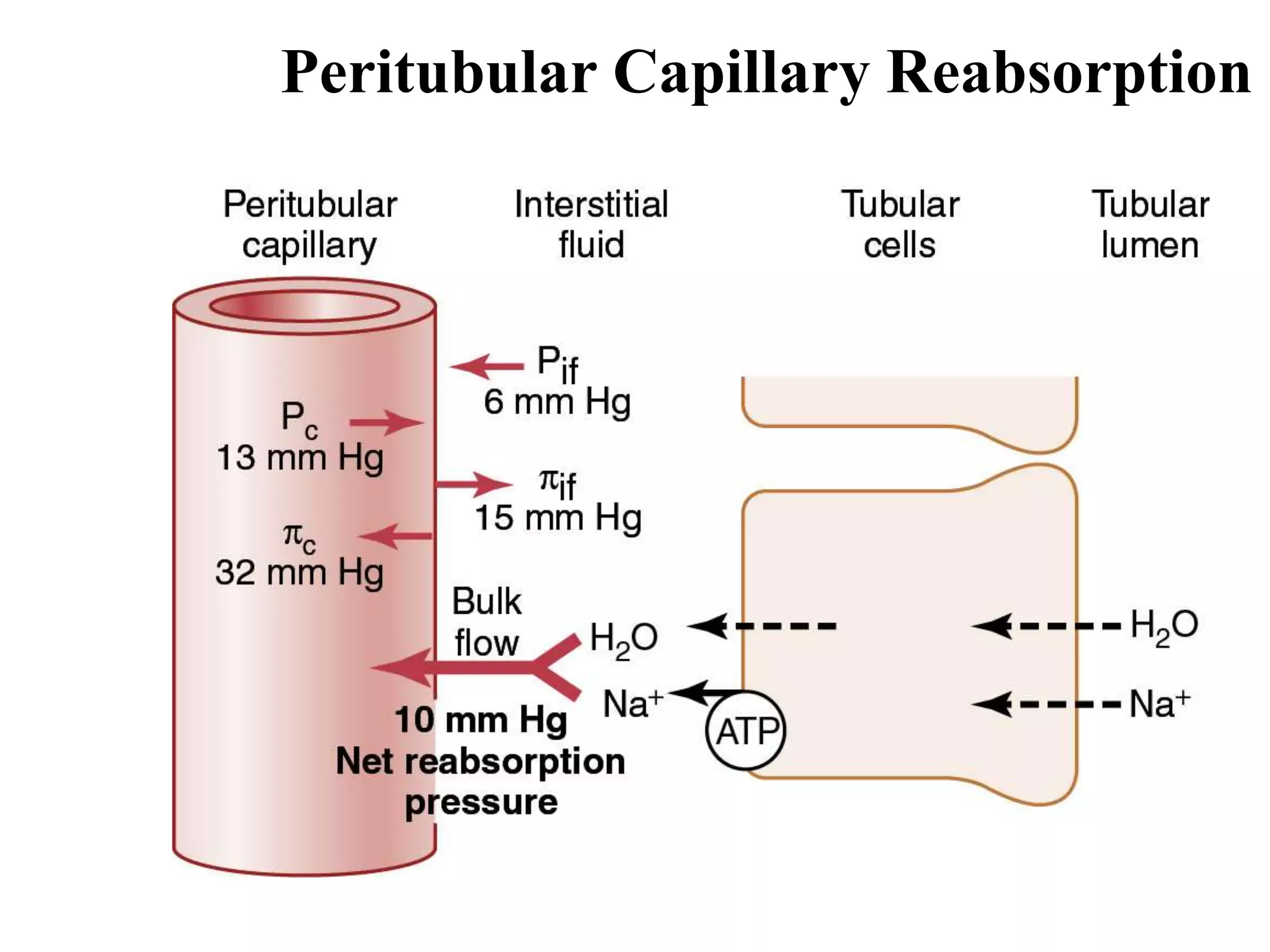 Renal tubular reabsorption, secretion, regulation & renal function ...