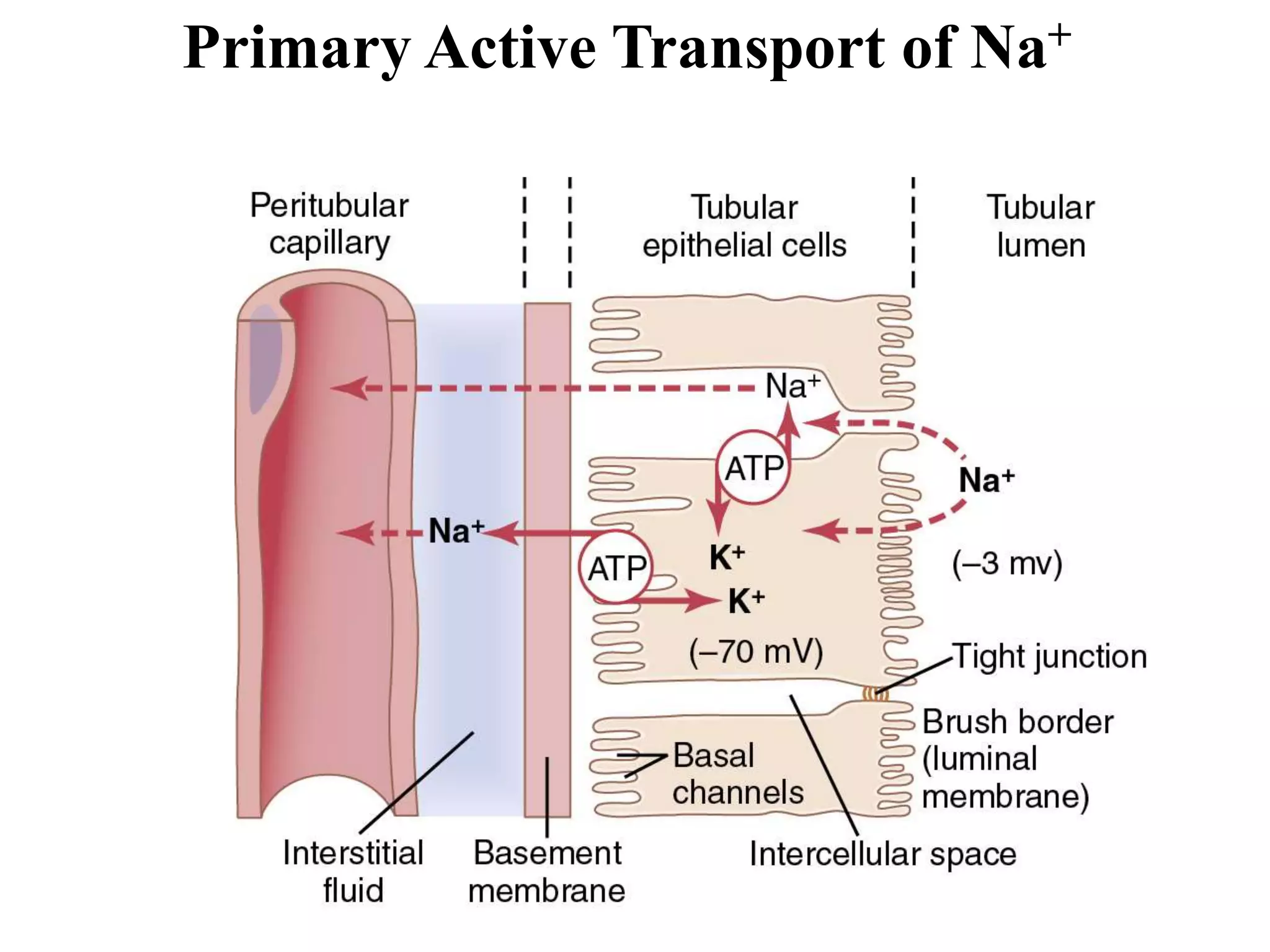 Renal tubular reabsorption, secretion, regulation & renal function ...