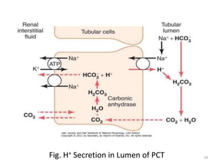 Renal Tubules | PPTX