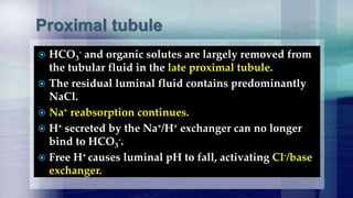 Renal tubule transport mechanisms | PPSX