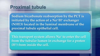 Renal tubule transport mechanisms | PPSX