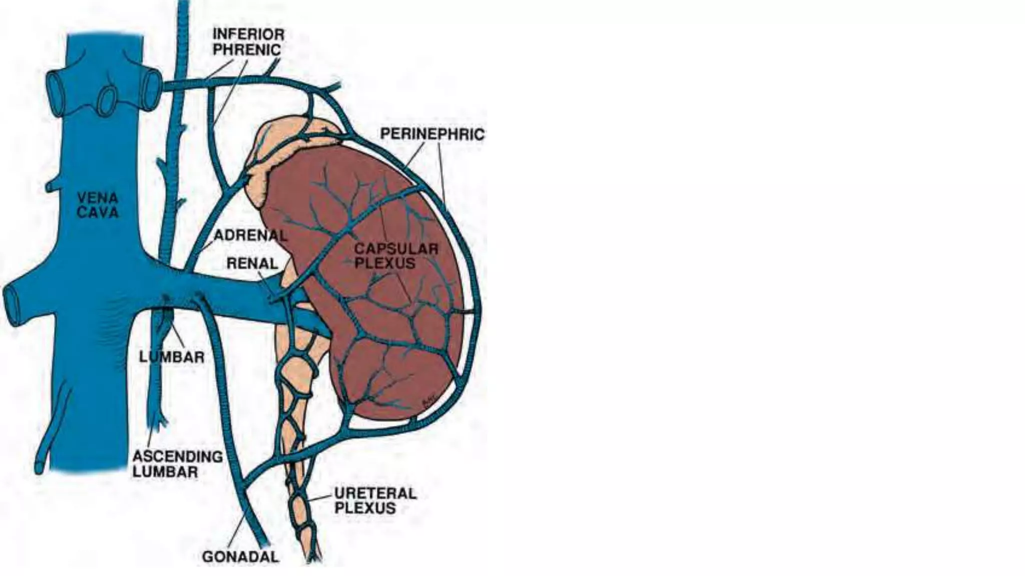 Renal vascular anatomy | PPTX