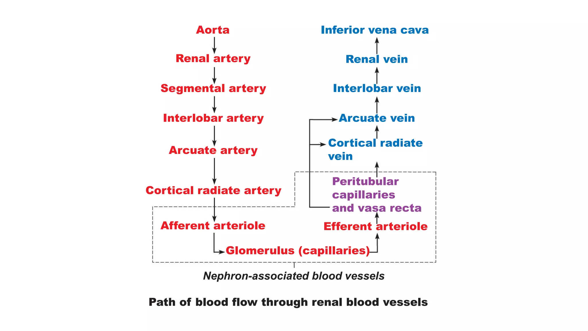Renal vascular anatomy | PPTX