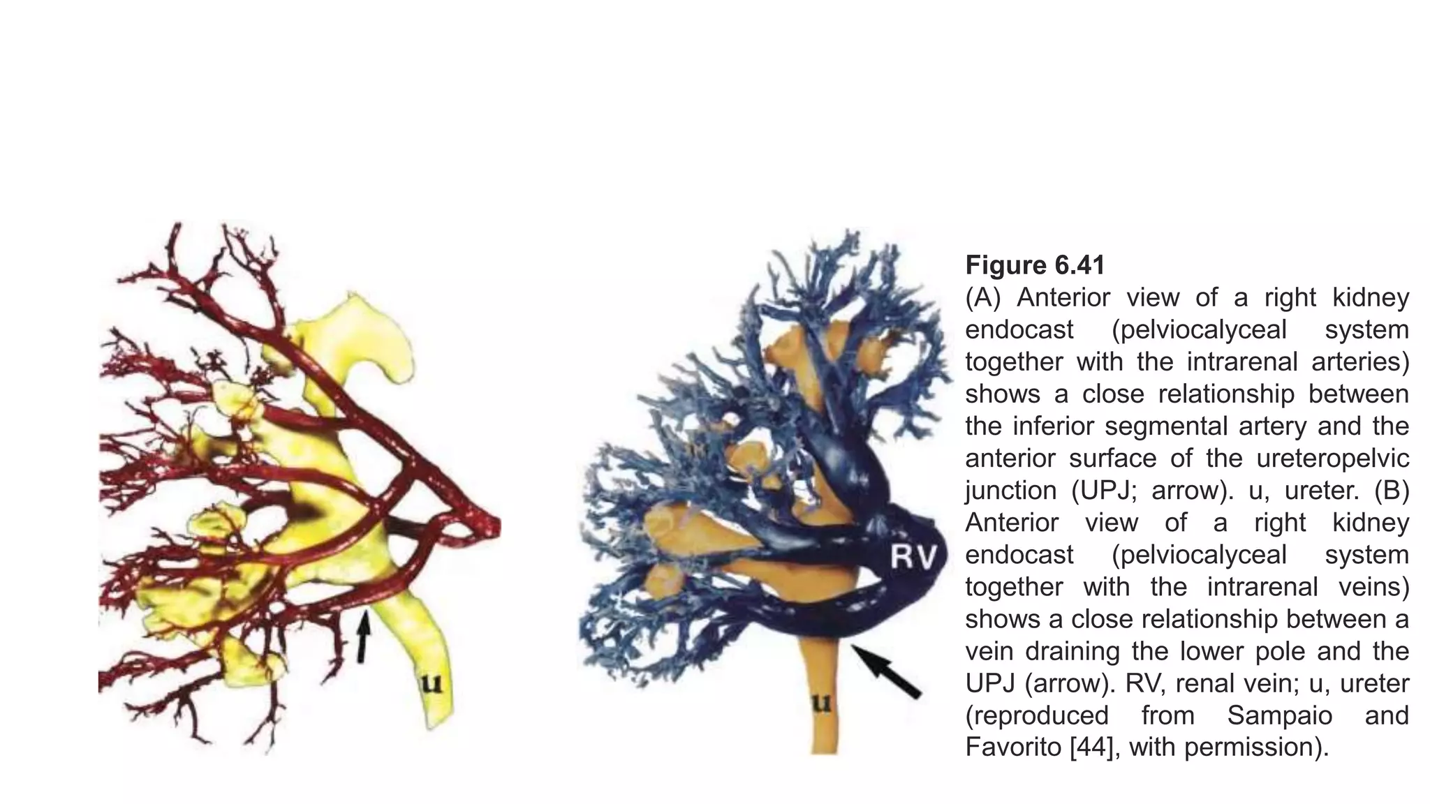 Renal vascular anatomy | PPTX