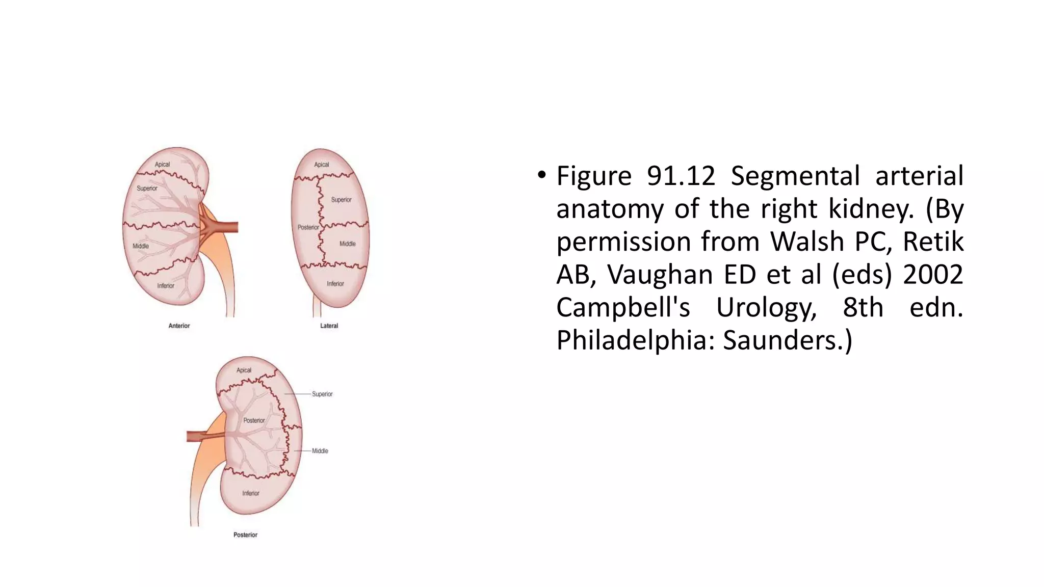Renal vascular anatomy | PPTX
