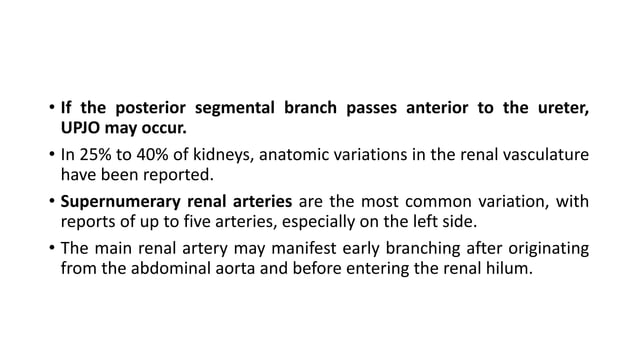 Renal vascular anatomy | PPTX | Surgery | Medical Health