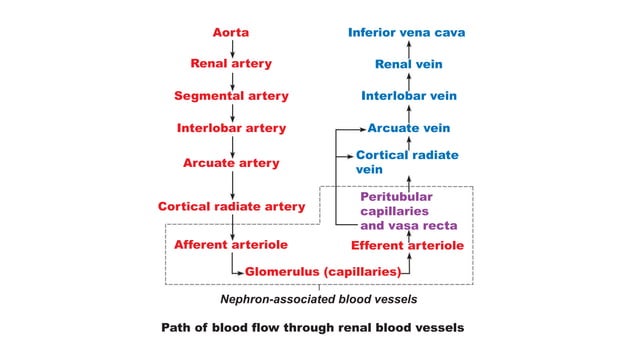 Renal vascular anatomy | PPTX | Surgery | Medical Health