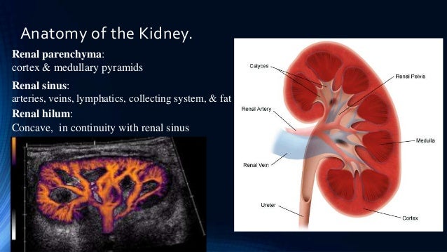 Renal vascular disease