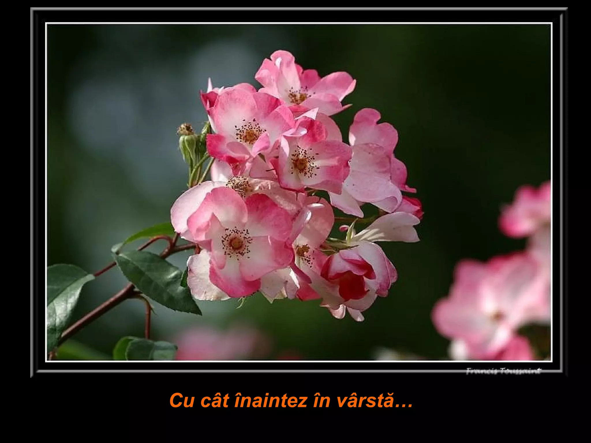 Renasterea.......... LA MULTI ANI DE 8 MARTIE | PPS