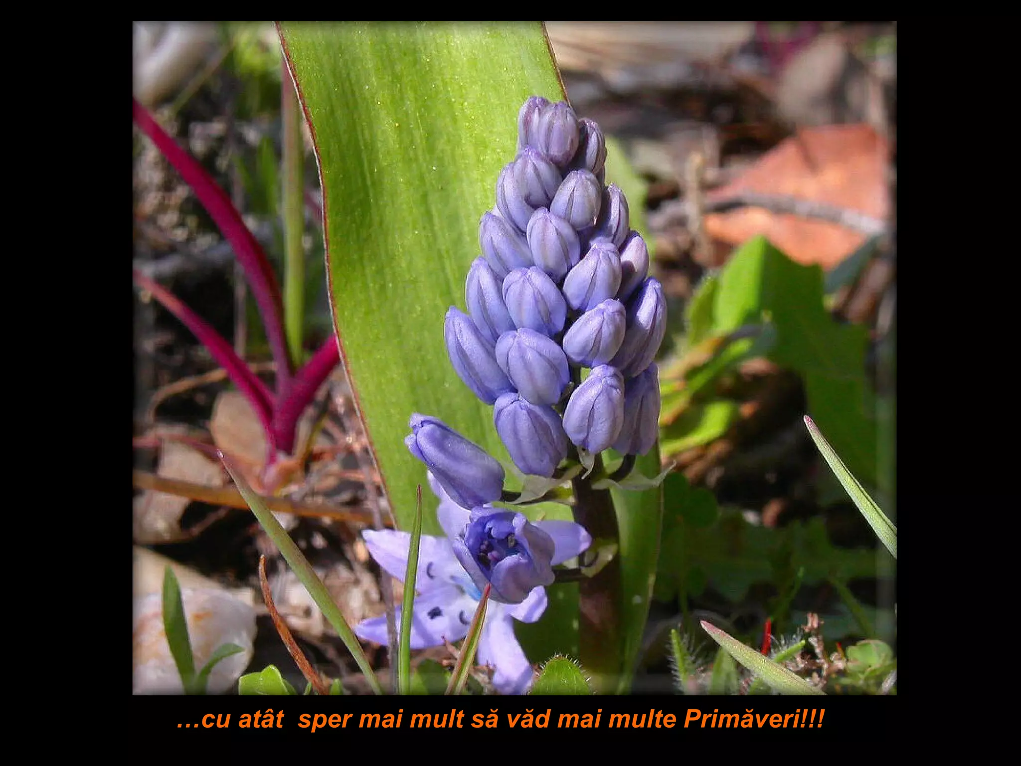 Renasterea.......... LA MULTI ANI DE 8 MARTIE | PPS