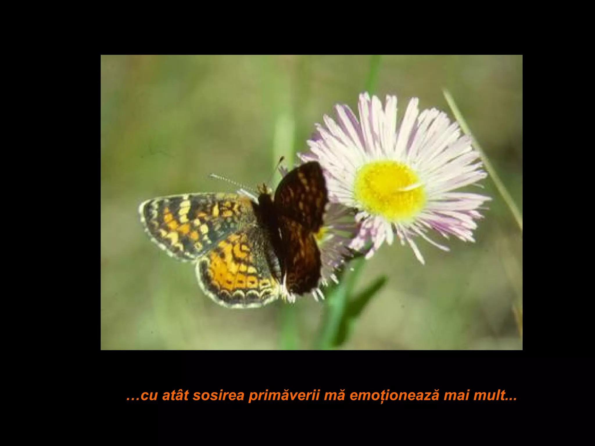 Renasterea.......... LA MULTI ANI DE 8 MARTIE | PPS