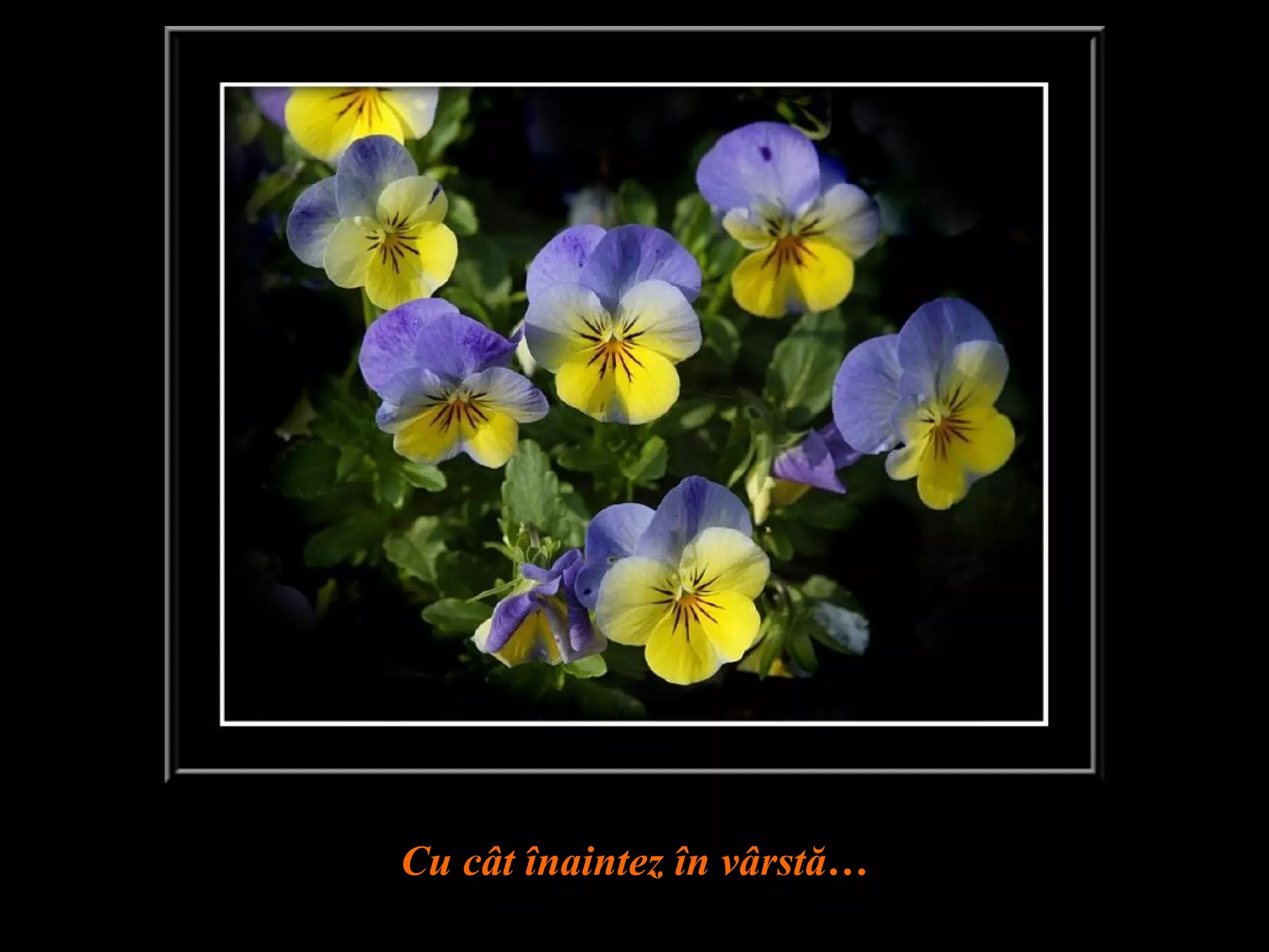 Renasterea.......... LA MULTI ANI DE 8 MARTIE | PPS